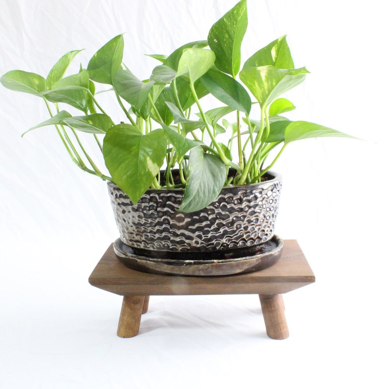 Plant Riser - Etsy