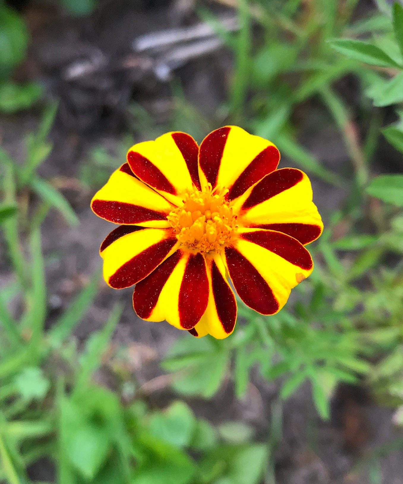 Harlequin Marigold Necklace Pendant Charm Worry Stone/ October - Etsy