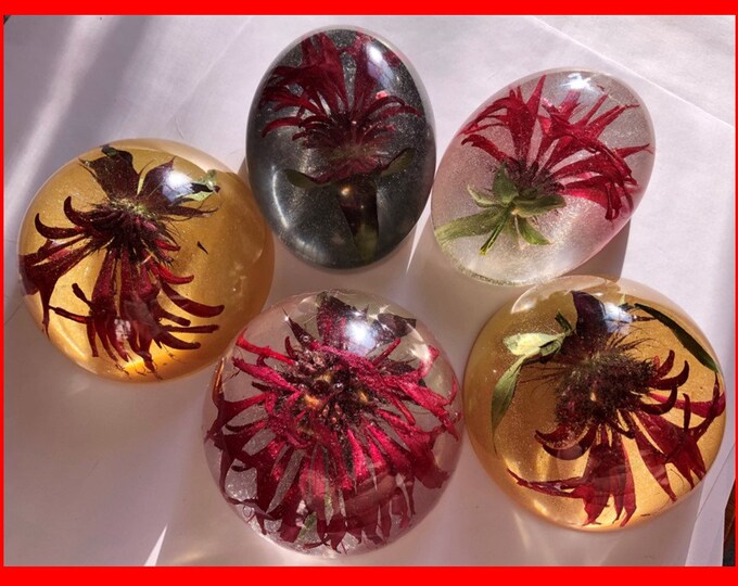 Large Red Bee Balm Monarda Resin Paperweight Worry Stone/ Real Dried ...