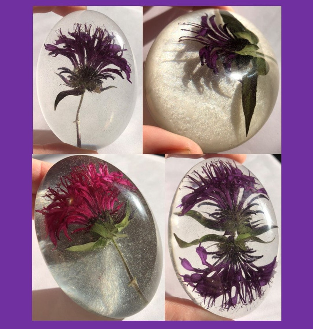 Pink Purple Bee Balm Resin Paperweight / Real Dried Monarda - Etsy