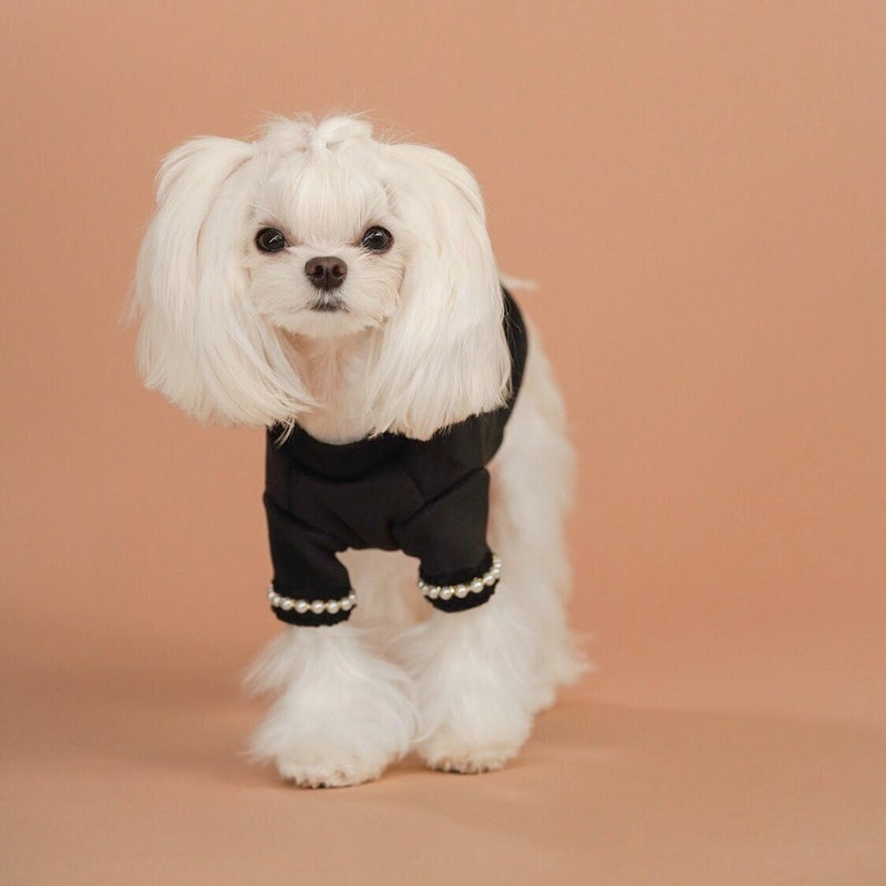 Maltese Clothes - Etsy