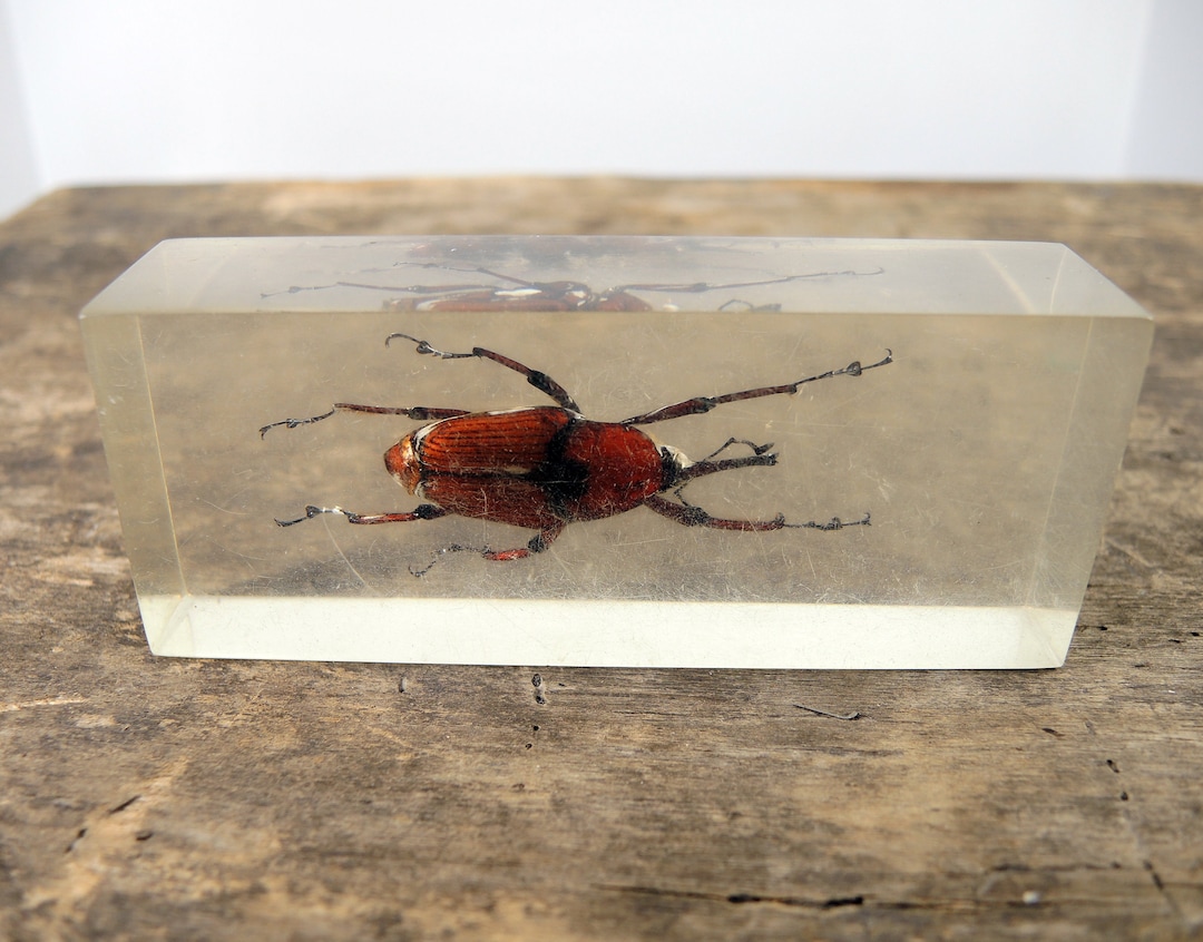 Weevil in Resin Block Brown Bug With Long Nose Taxidermy - Etsy