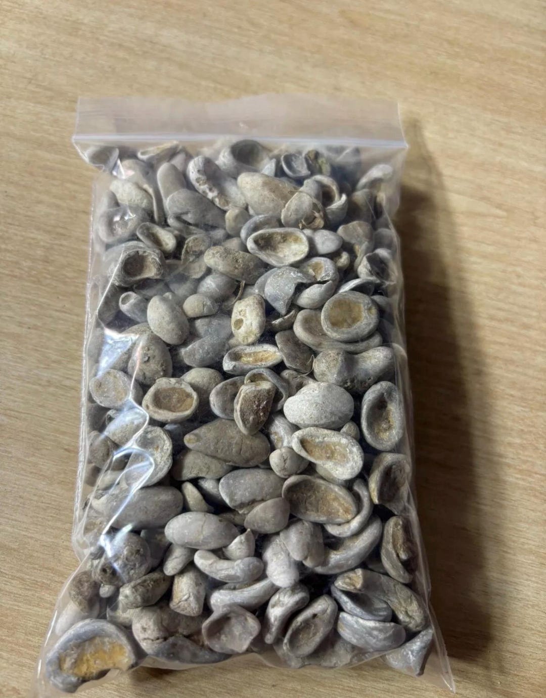 350 Texas Fossil Cretaceous Bivalve Fossils, Devils Toe Nails, Gryphaea ...