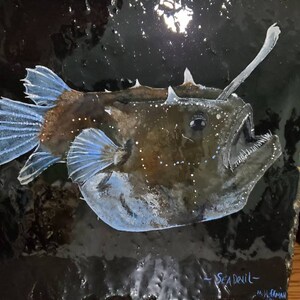 Seadevil, Angler Fish, Scarey Fish, Creepy Fish, Deep Sea, Angler ...