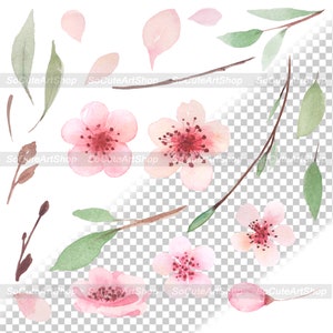 Watercolor Sakura. Cherry Blossom Png Clipart. Spring Flowers. Free ...
