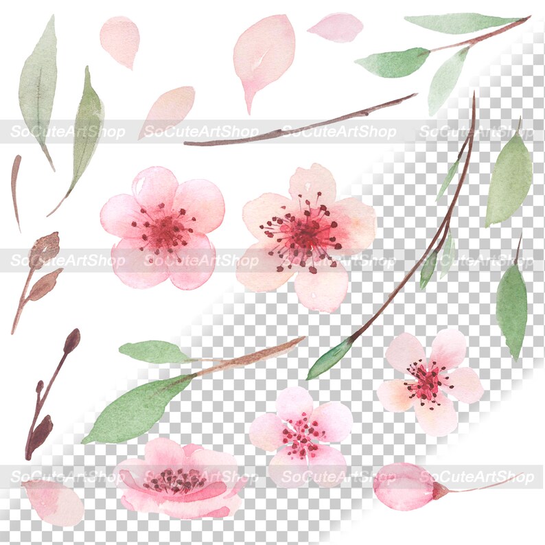Watercolor Sakura. Cherry Blossom Png Clipart. Spring Flowers. - Etsy