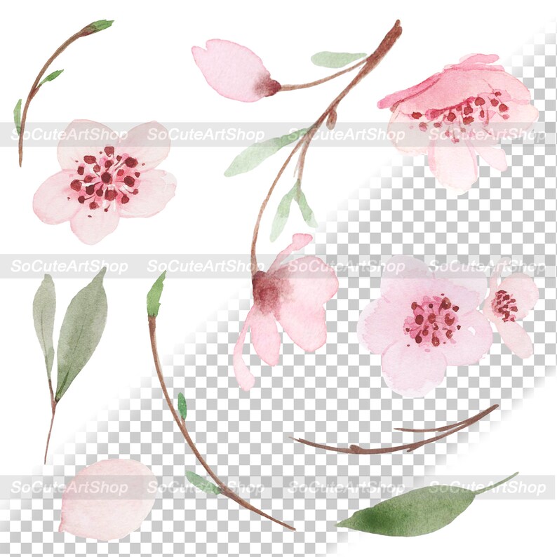 Watercolor Sakura. Cherry Blossom Png Clipart. Spring Flowers. - Etsy