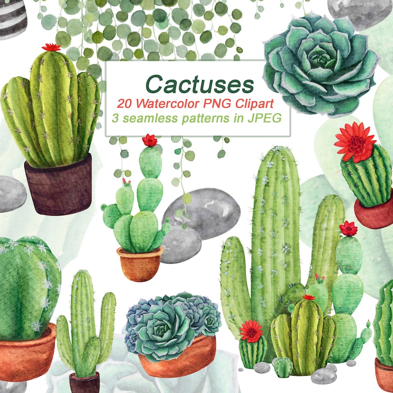 Watercolor Cactus Clipart Set Succulent Clip Art PNG - Etsy