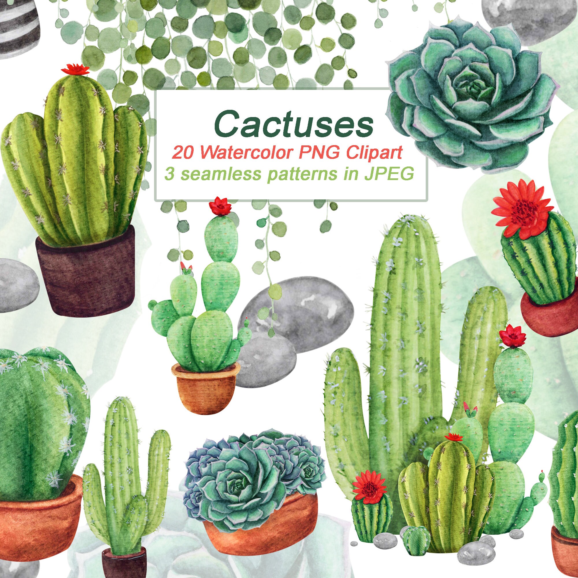 Watercolor Cactus Clipart Set, Succulent Clip Art, PNG, Digital Clipart ...