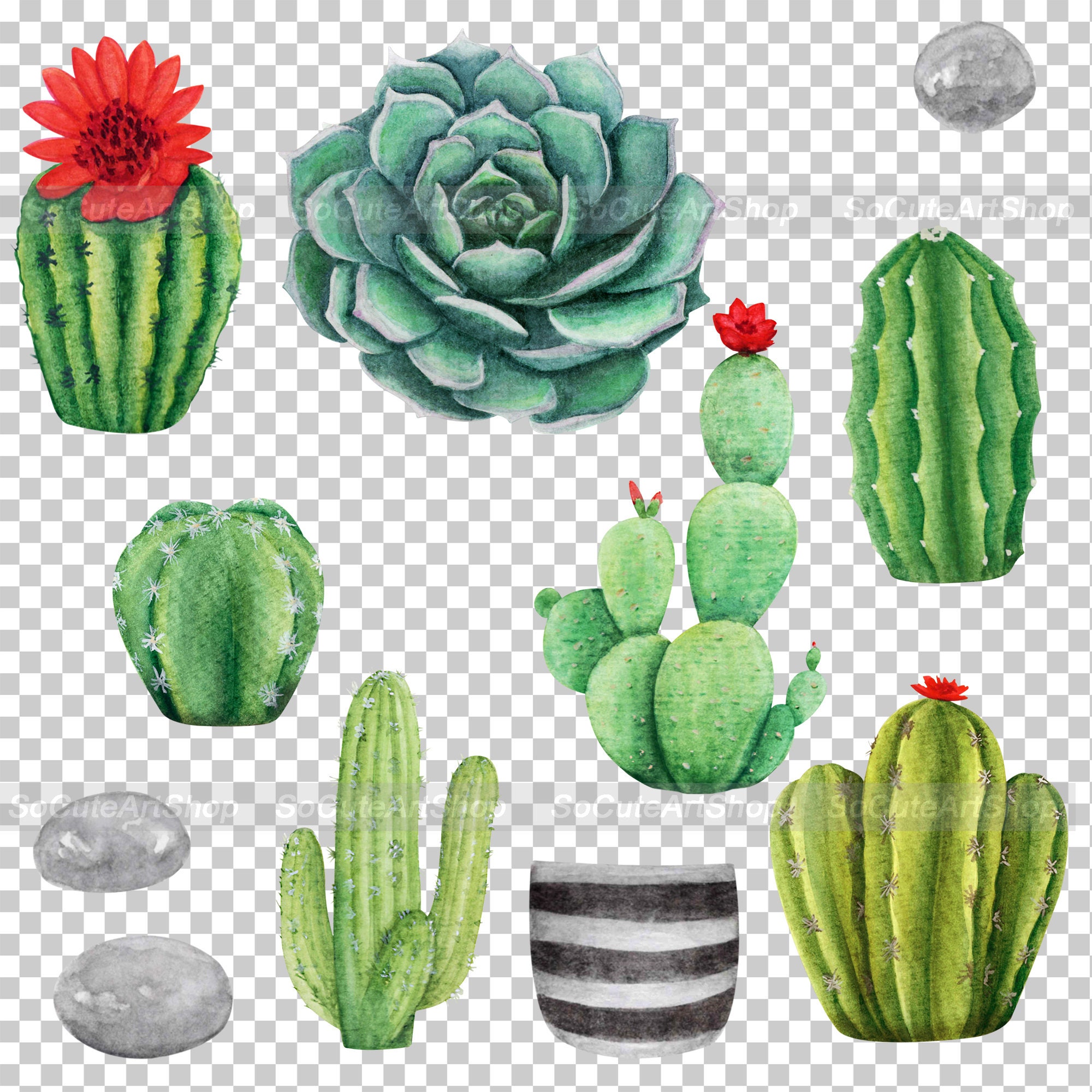 Watercolor Cactus Clipart Set, Succulent Clip Art, PNG, Digital Clipart ...