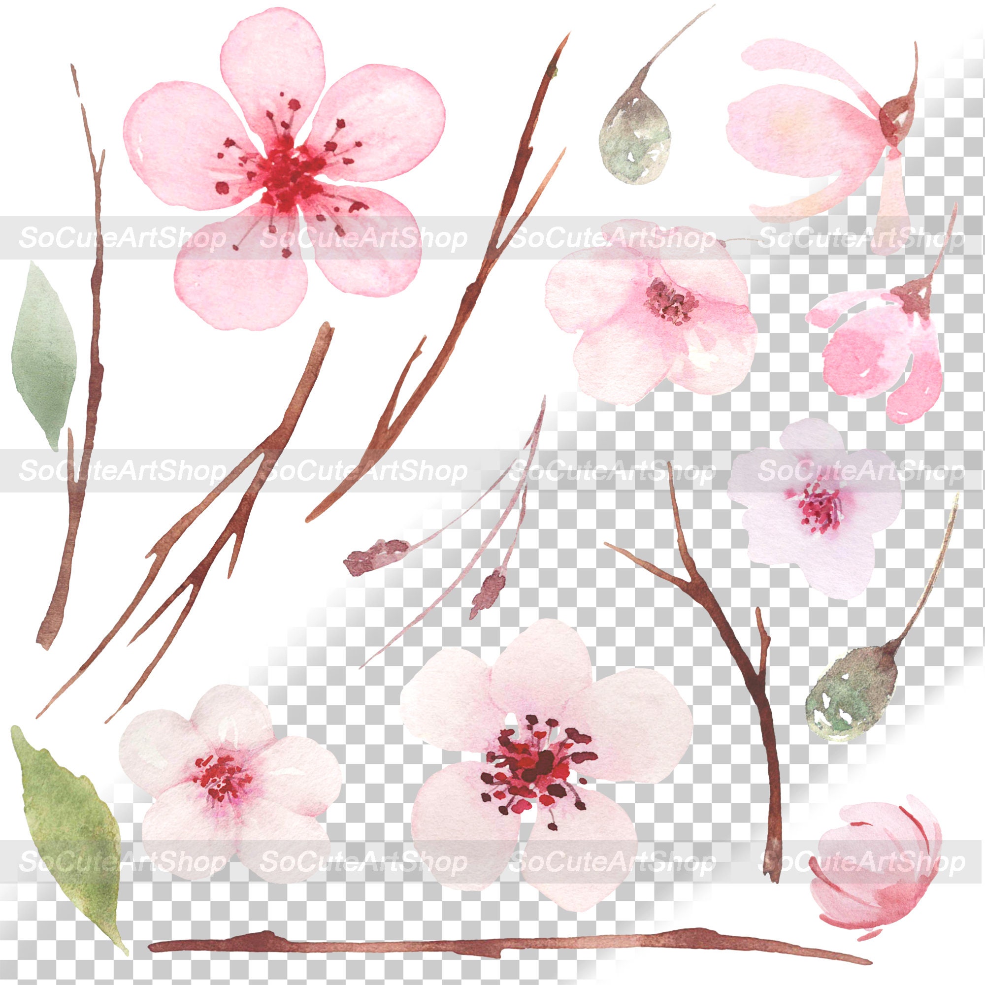 Watercolor Sakura. Cherry Blossom Png Clipart. Spring Flowers. - Etsy