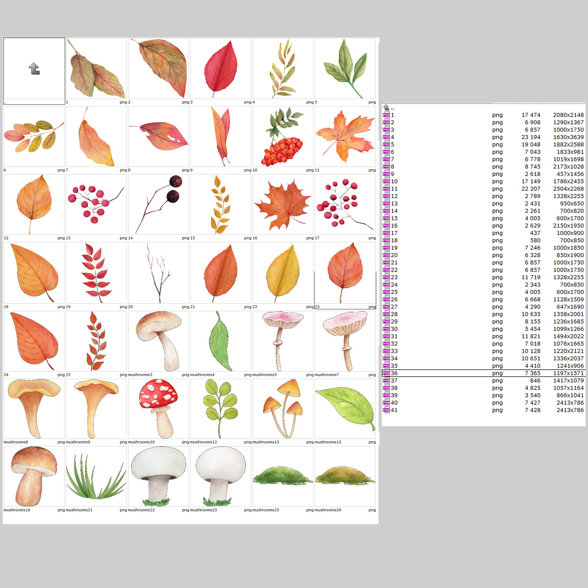 Watercolor Autumn Leaves and Mushrooms Clipart Fall Elements - Etsy