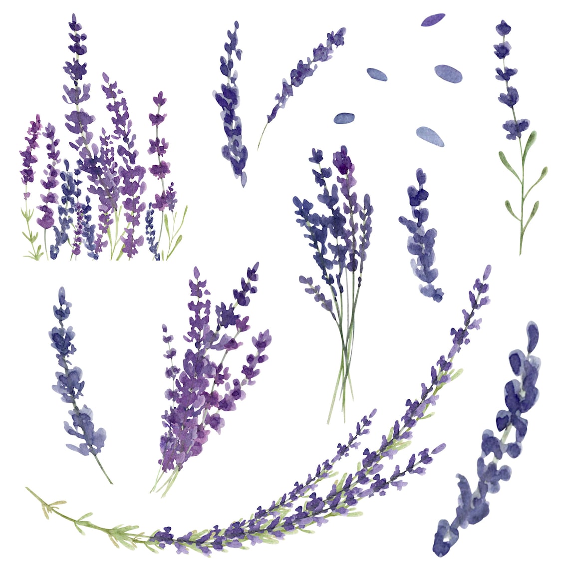 Watercolor Lavender Clipart Set Hand Painted Clip Art PNG - Etsy