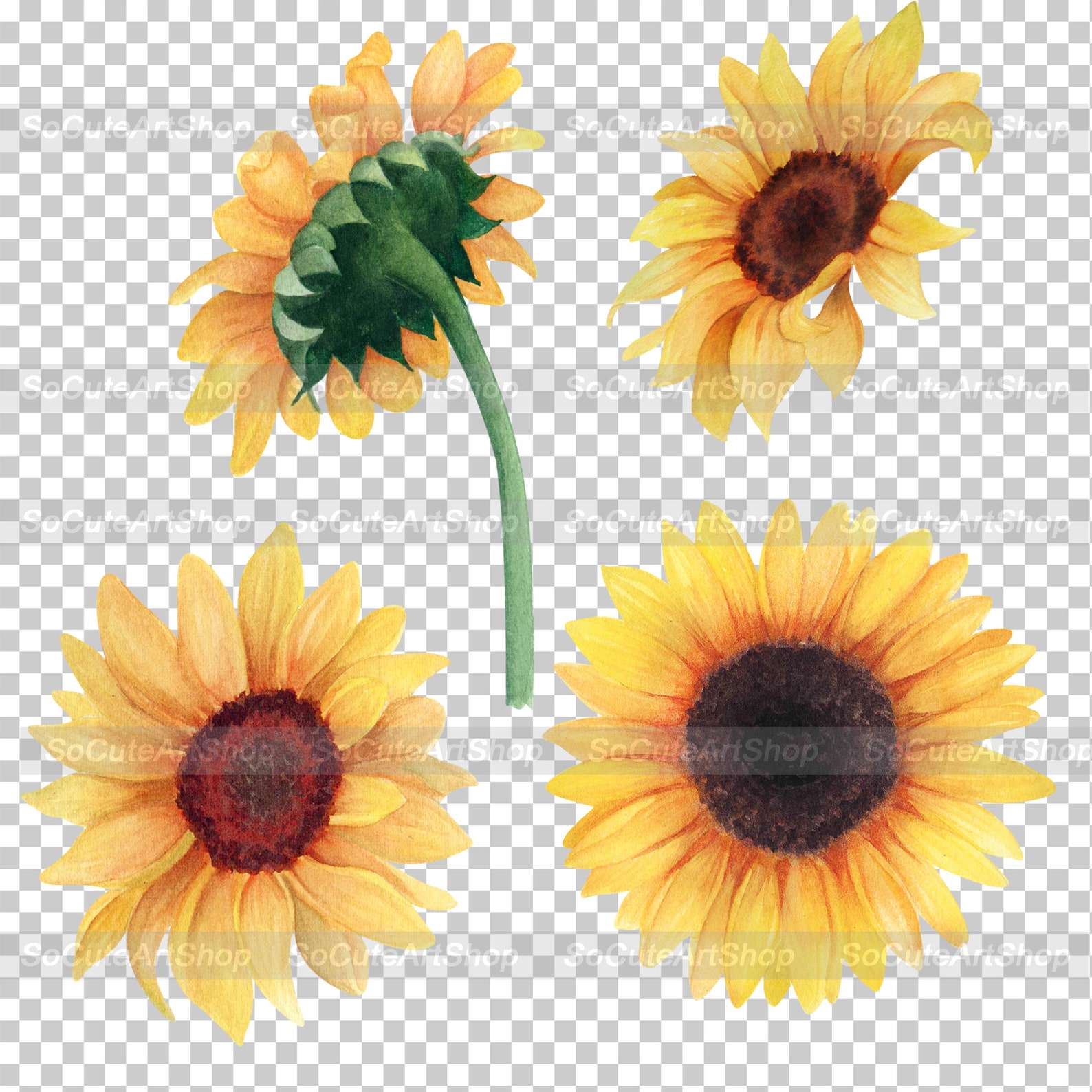 Watercolor Sunflower PNG Clipart Floral Clip Art Sunflower - Etsy