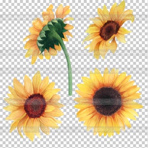 Watercolor Sunflower PNG Clipart, Floral Clip Art, Sunflower Watercolor ...