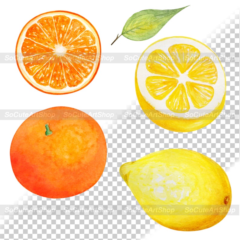 Watercolor Fruit Clipart Set Summer Tropical Fruits Clipart - Etsy