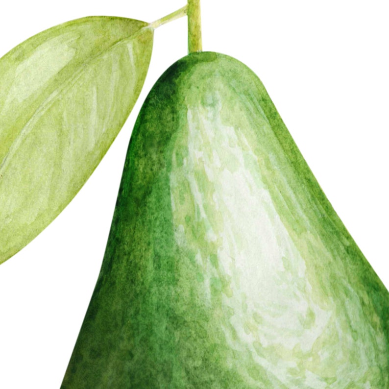 Watercolor Avocado Clipart Set Hand Painted Clip Art PNG - Etsy