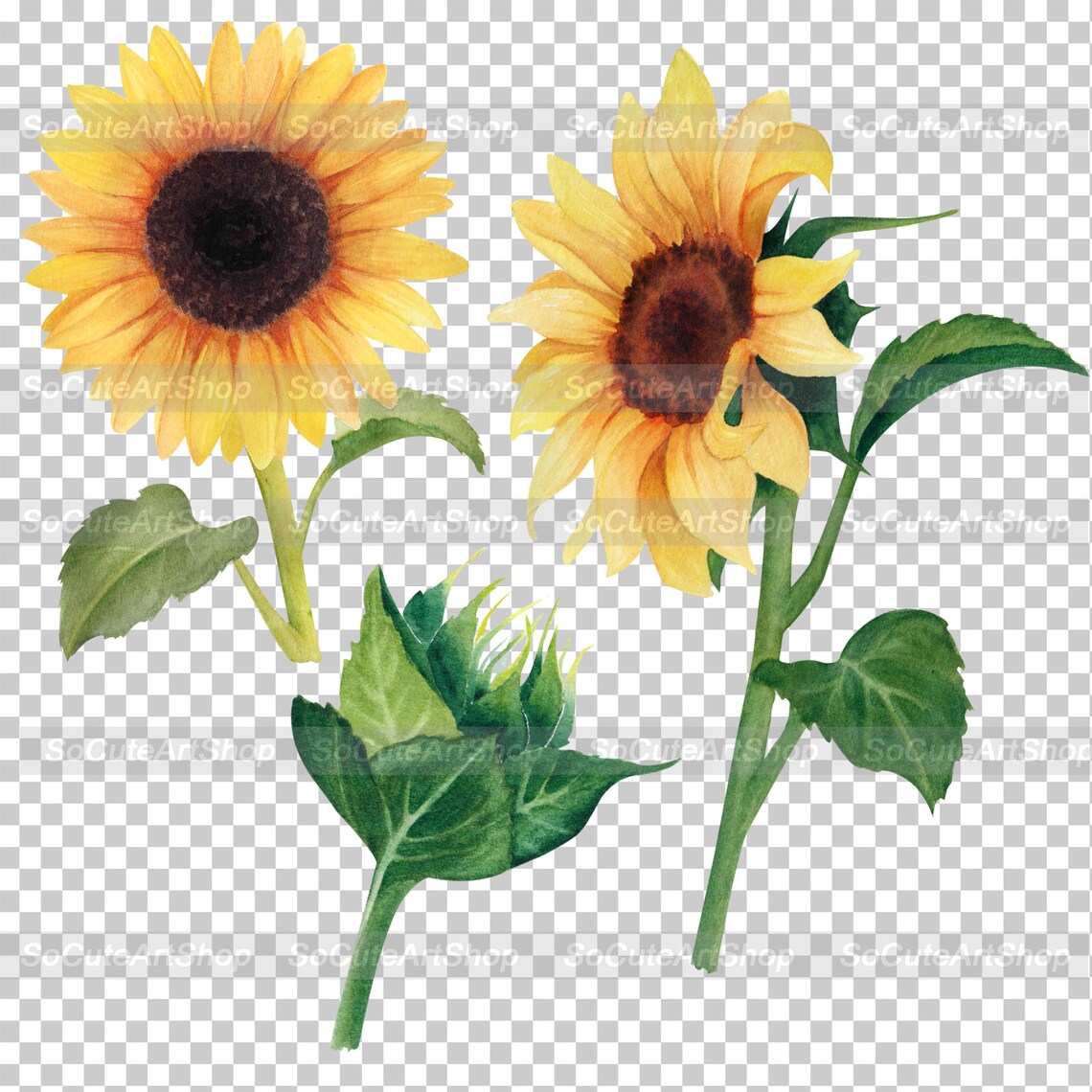 Watercolor Sunflower PNG Clipart Floral Clip Art Sunflower - Etsy