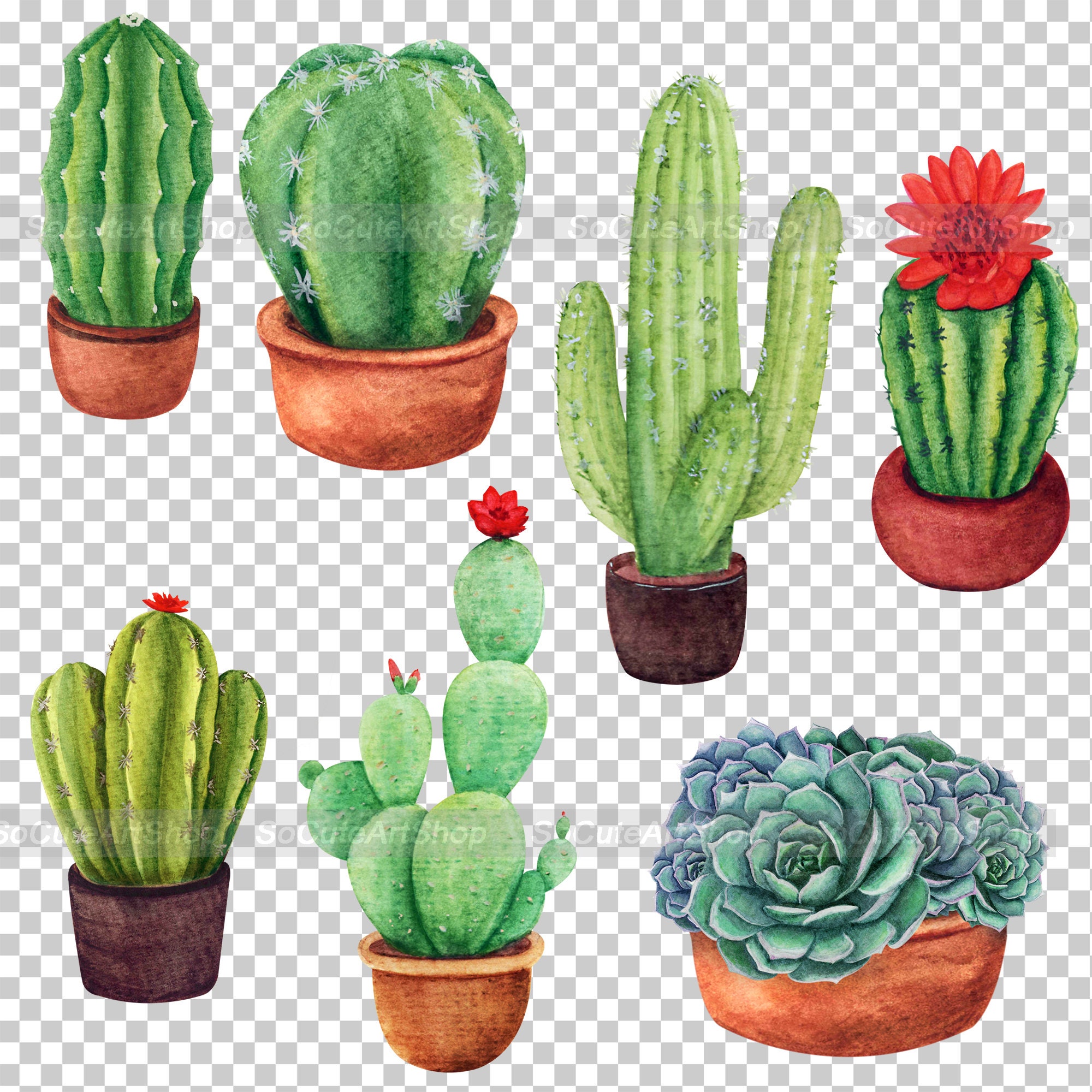 Watercolor Cactus Clipart Set Succulent Clip Art PNG - Etsy