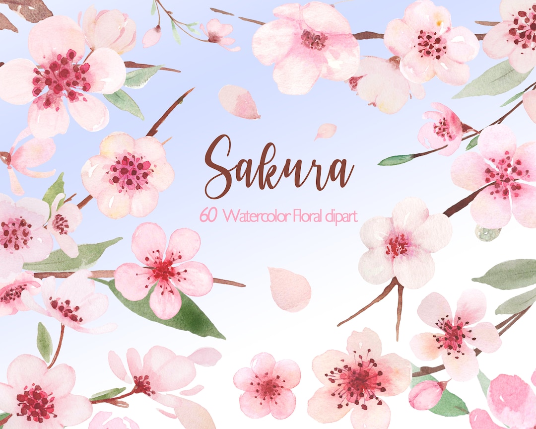 Watercolor Sakura. Cherry Blossom Png Clipart. Spring Flowers. Free ...