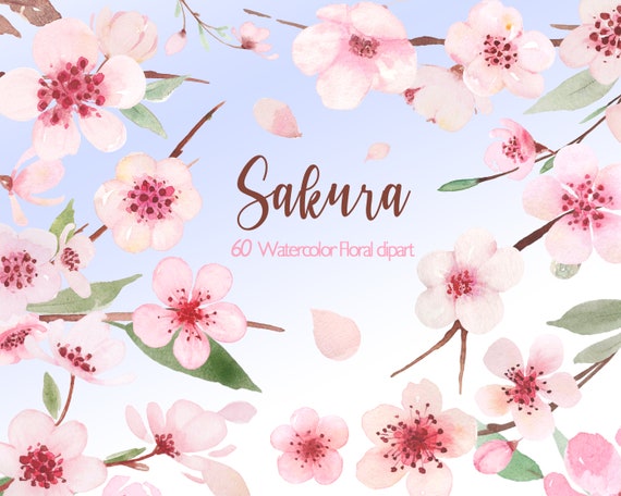 Watercolor Sakura. Cherry Blossom Png Clipart. Spring Flowers. - Etsy