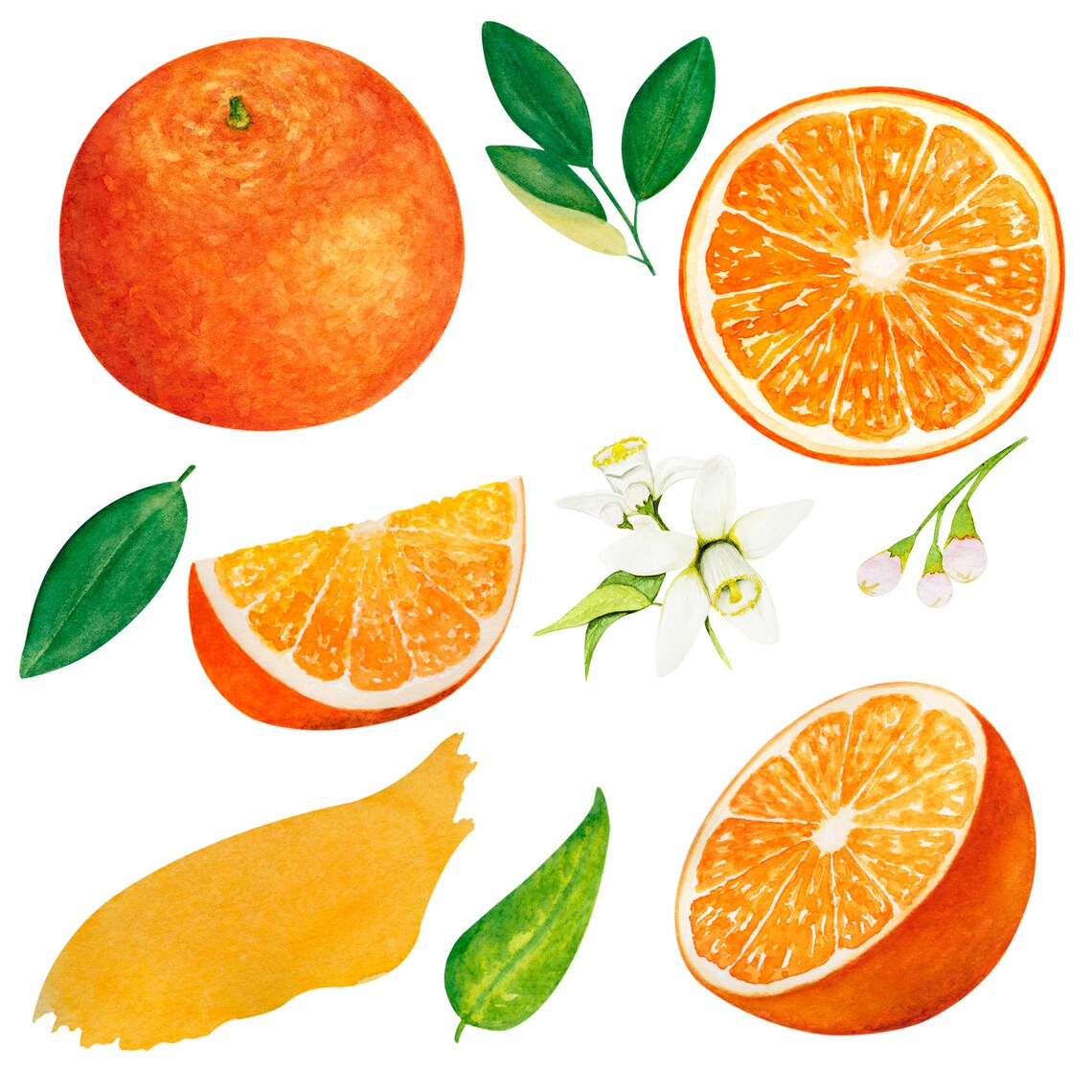 Watercolor Orange Clipart Set, Hand Painted Clip Art, PNG, Digital Clip ...