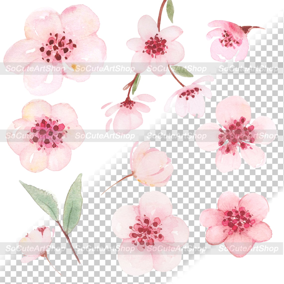 Watercolor sakura. Cherry blossom png clipart. Spring flowers. | Etsy
