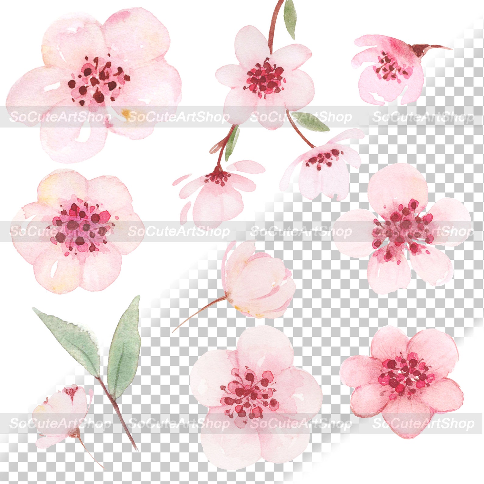 Watercolor Sakura. Cherry Blossom Png Clipart. Spring Flowers. - Etsy