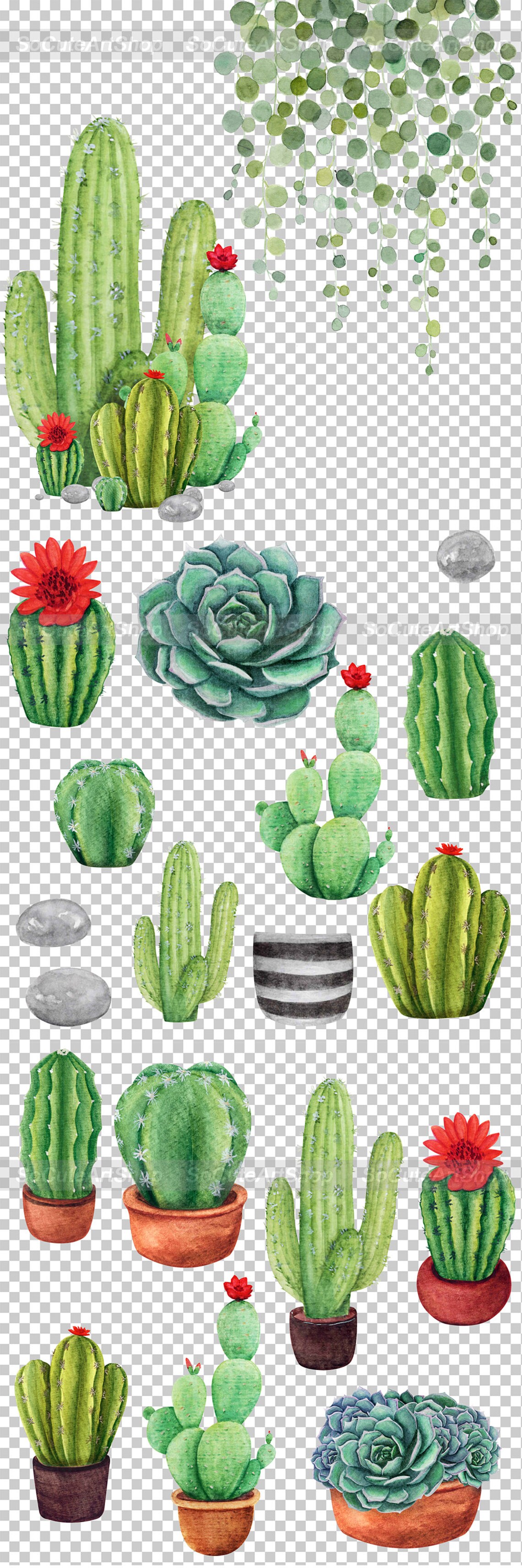 Watercolor Cactus Clipart Set Succulent Clip Art PNG | Etsy
