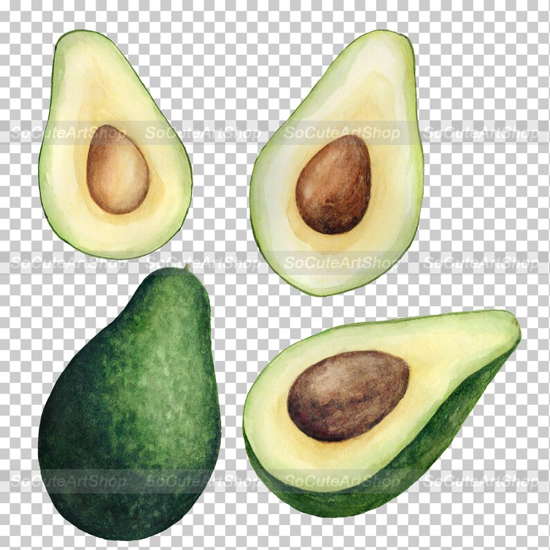 Watercolor Avocado Clipart Set, Hand Painted Clip Art, PNG, Digital ...
