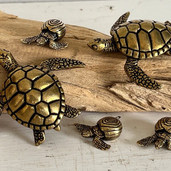 Miniature Turtles - Etsy