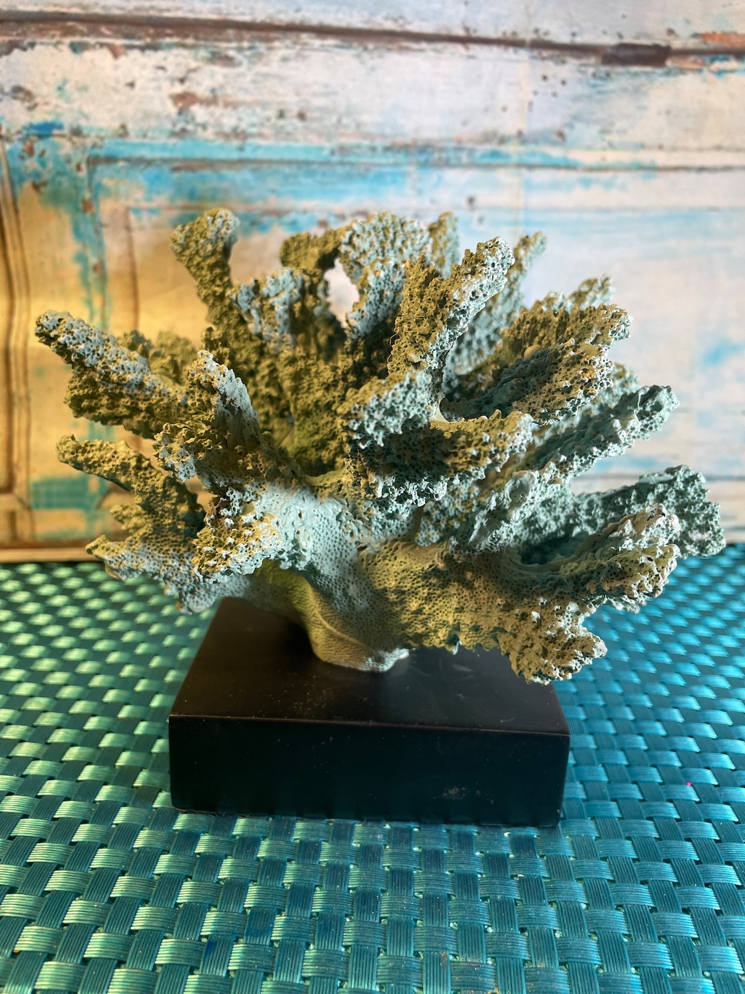 Aqua Sea Coral Display: Ethically Sourced Branching Coral Decor (6x7x7 ...