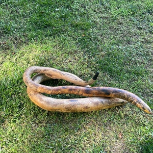Friendly Gourd Snakes for Reptile Lovers Gourds Made Into a Pair of ...