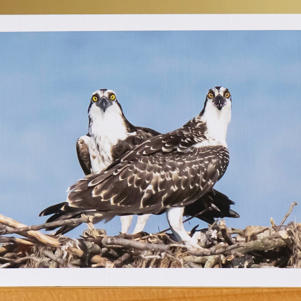Osprey - Etsy