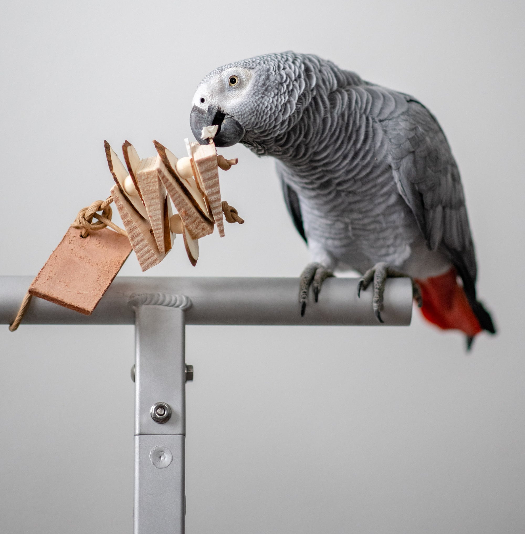 Balsa Ladder - Tiny ALL NATURAL Premium Bird Toys| Birdtricks Toys ...