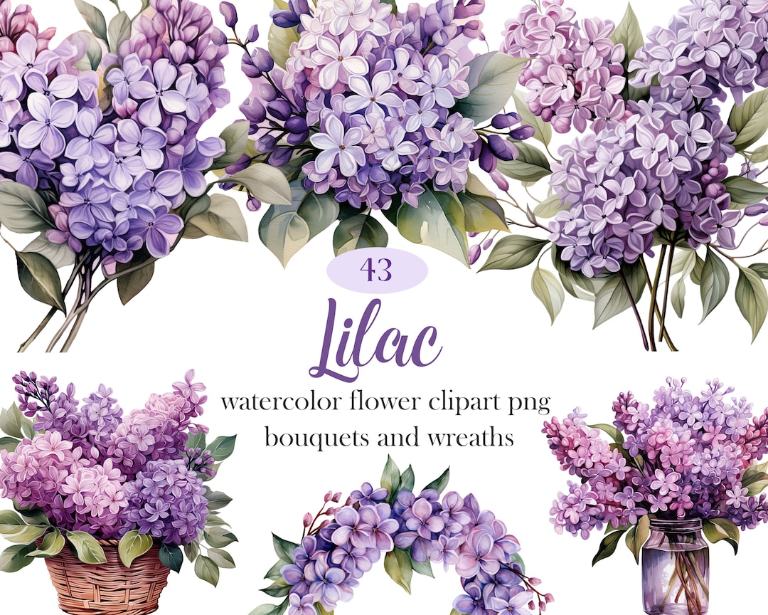 Lilac PNG, Watercolor Lilac Flower Clipart Bundle, Wedding Bouquet ...