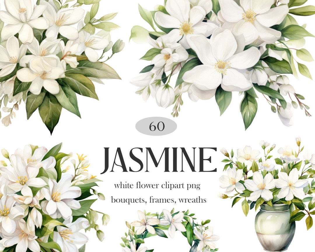 Jasmine PNG, Watercolor Jasmine Clipart Bundle, White Flower Bouquet ...