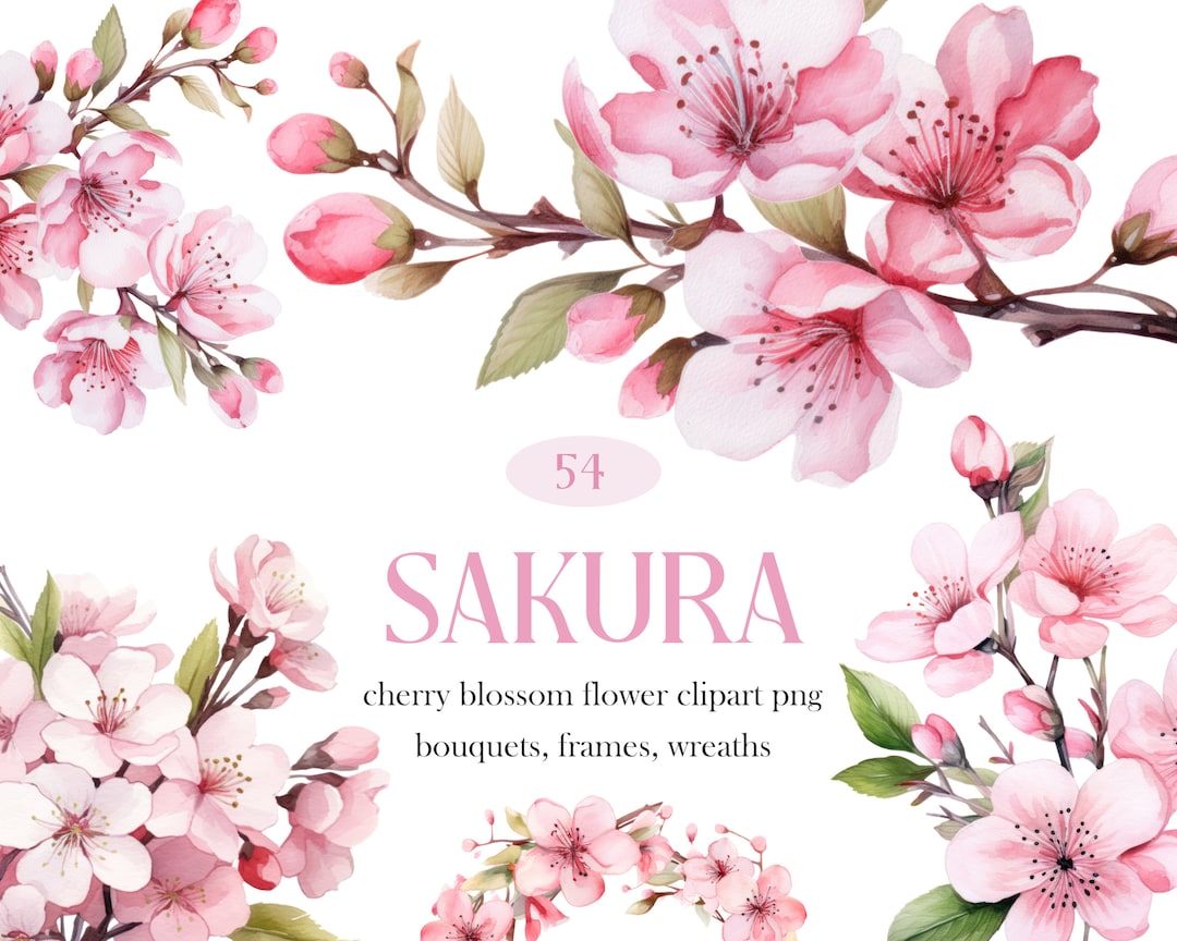 Cherry Blossom Flower Clipart, Watercolor Pink Sakura PNG, Wedding ...