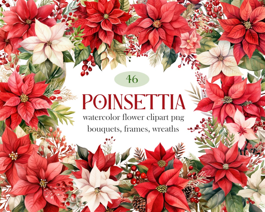 Poinsettia Clipart, Christmas Flower Clipart, Watercolor Poinsettia PNG ...