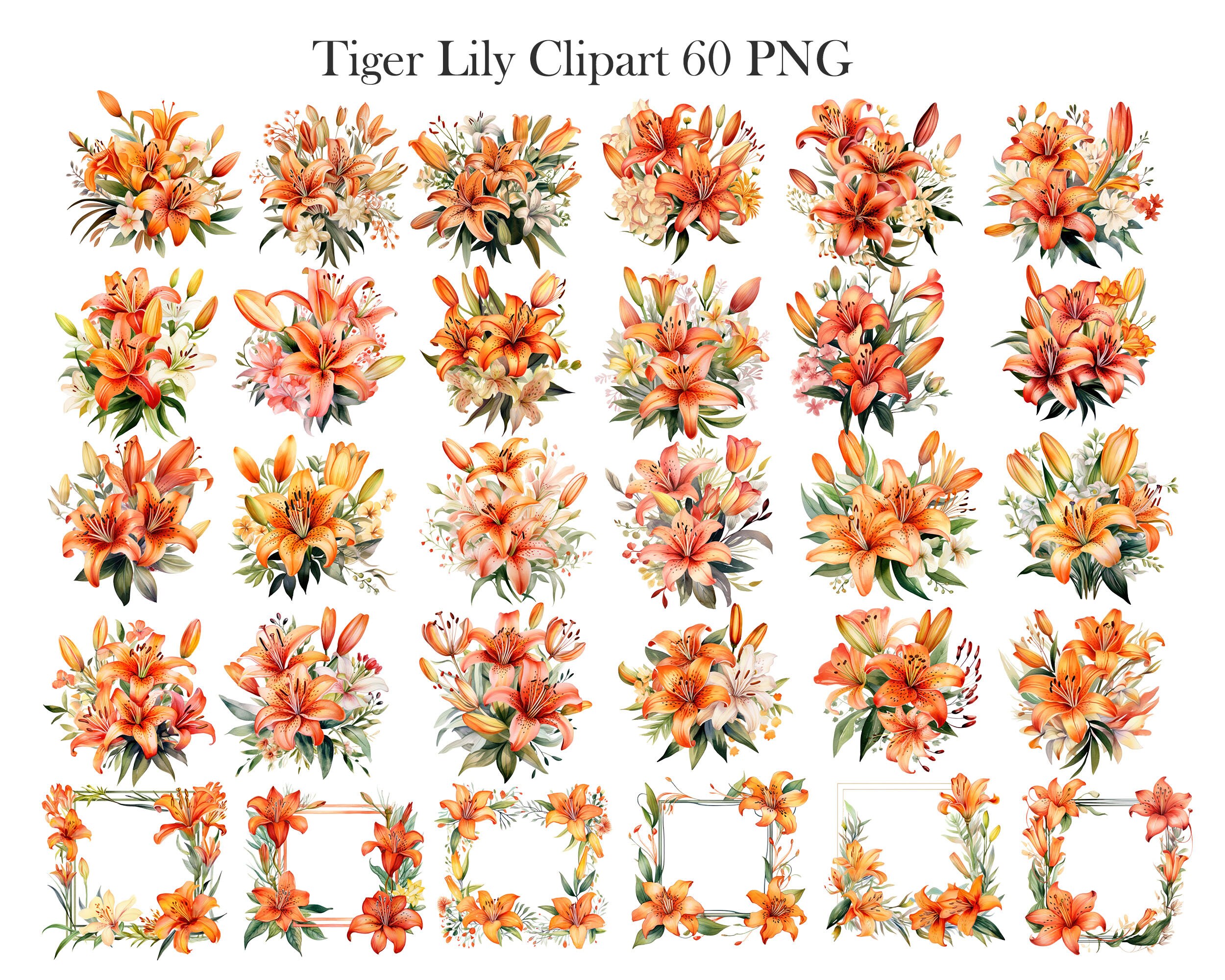 Tiger Lily PNG, Watercolor Tiger Lily Clipart Bundle, Orange Flower ...
