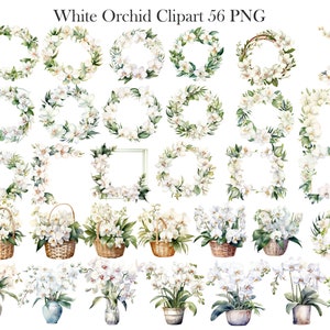White Orchid PNG, Watercolor Orchid Clipart Bundle, White Flower ...