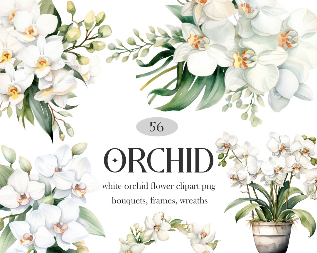 White Orchid PNG, Watercolor Orchid Clipart Bundle, White Flower ...