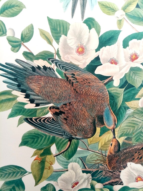 James Audubon Vintage Turtledove Lithographic Print | Etsy
