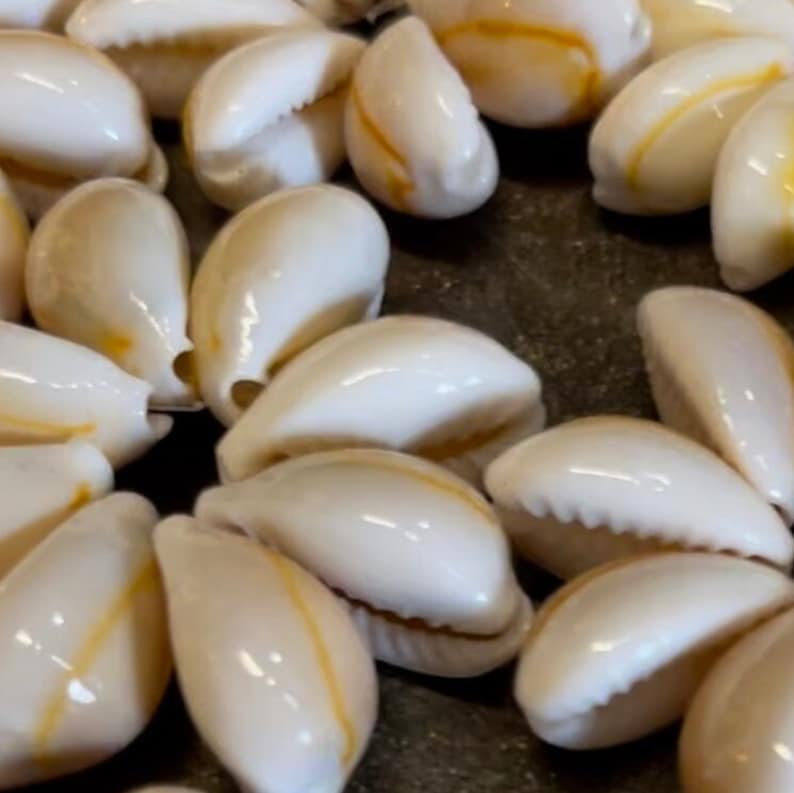 Da Hawaiian Store Genuine Varied Cowrie Cowry Shell Rings Rosettes ...