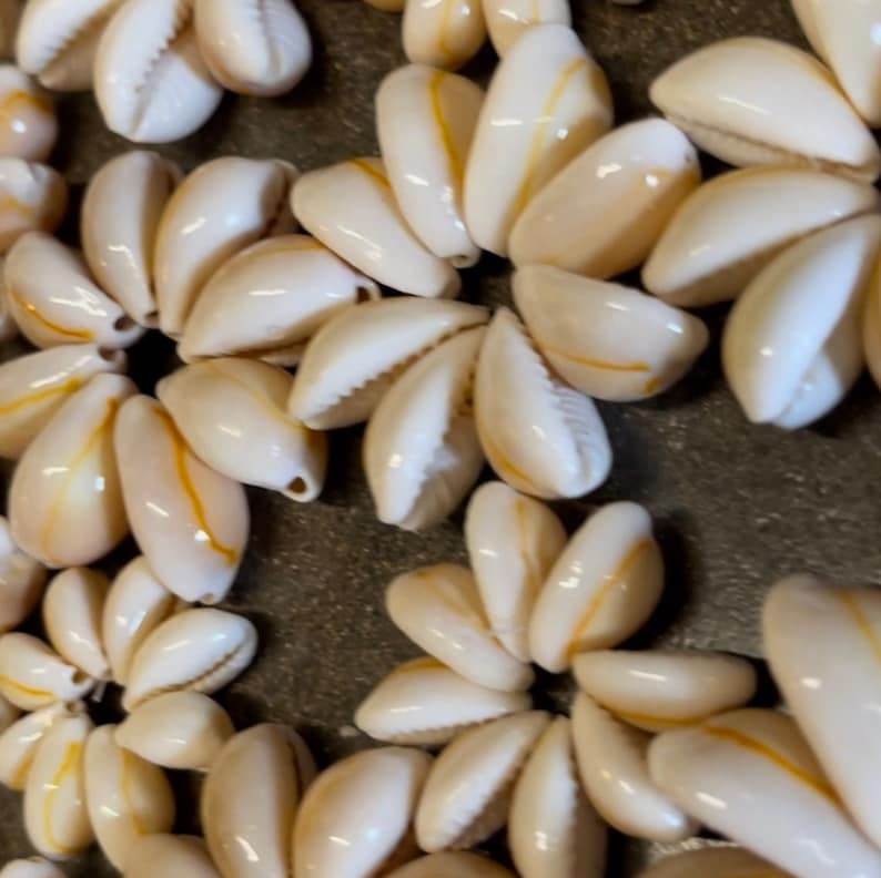 Da Hawaiian Store Genuine Varied Cowrie Cowry Shell Rings Rosettes ...