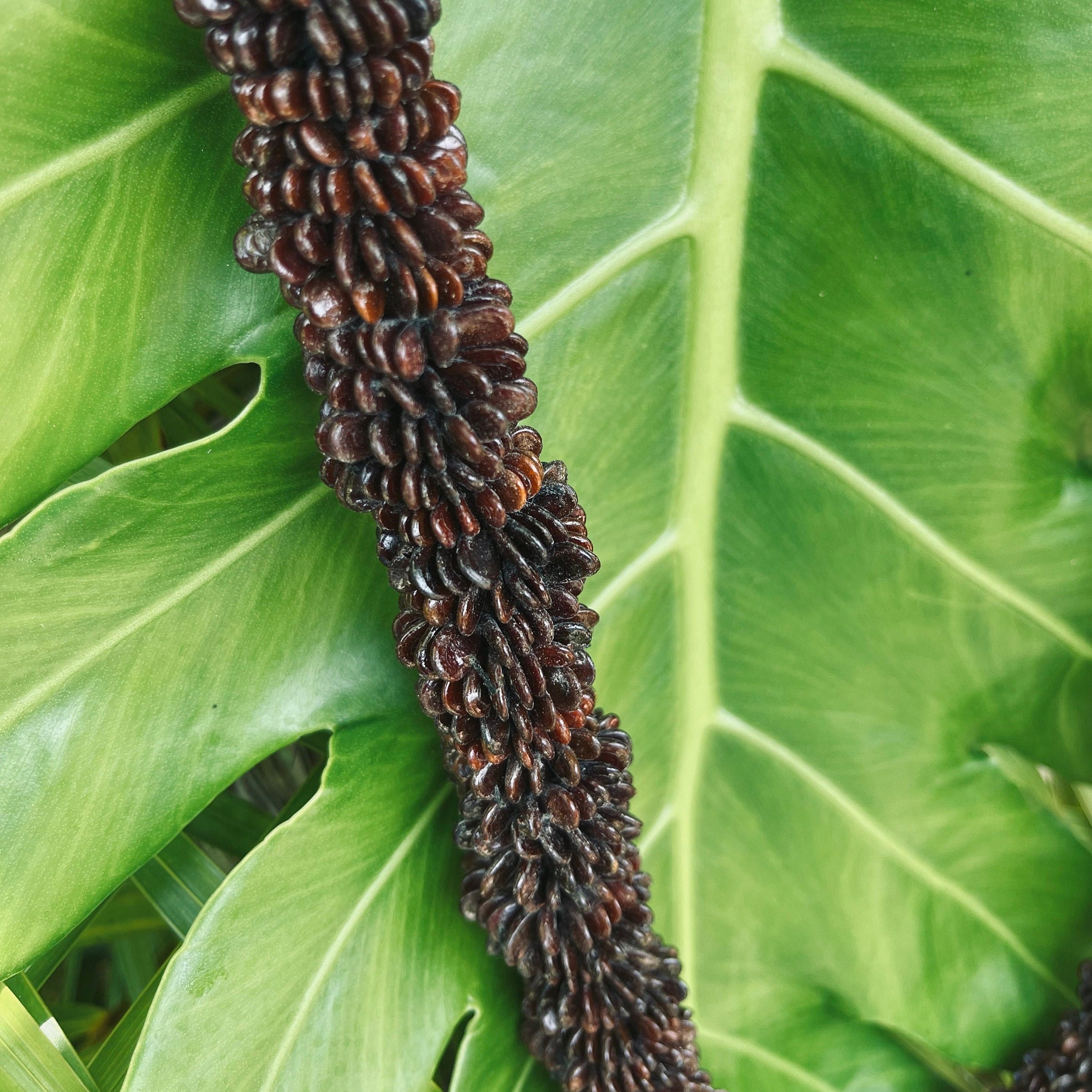 Hawaiian Store Dark Koa Seed Lei Necklace - Etsy