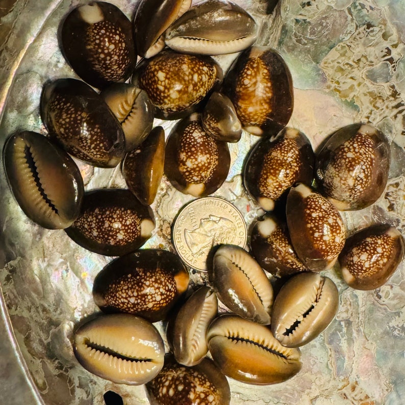Serpent's Head Cowry Shells: Hand-picked Treasures From Maui (choose ...