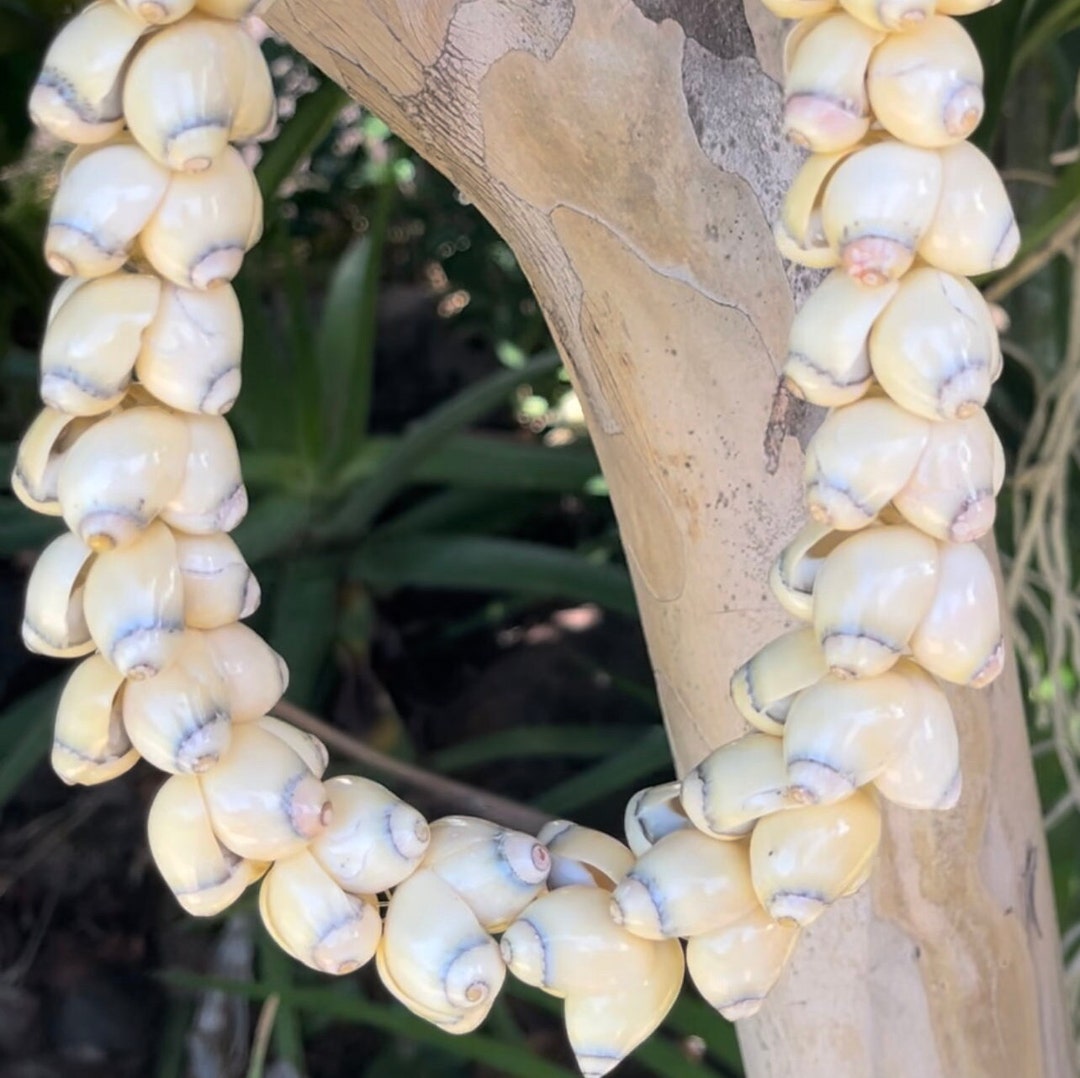 Da Hawaiian Store Beige Handcrafted Shell Lei 30" - Etsy