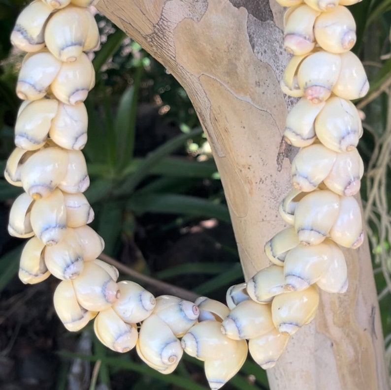 Da Hawaiian Store Beige Handcrafted Shell Lei 30 - Etsy