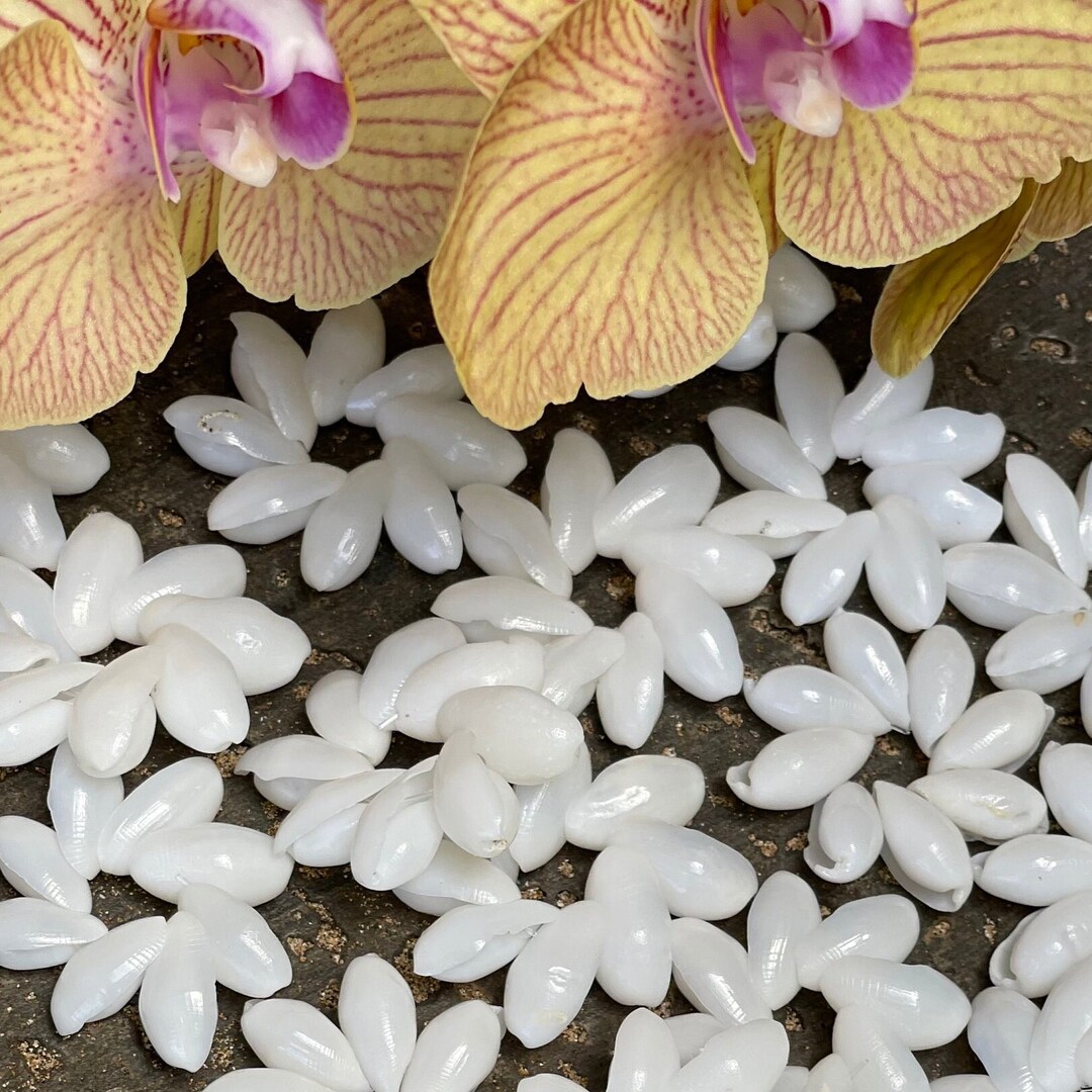 Hawaiian Store Genuine White Bubble Shell Rings Rosettes (select Qty ...